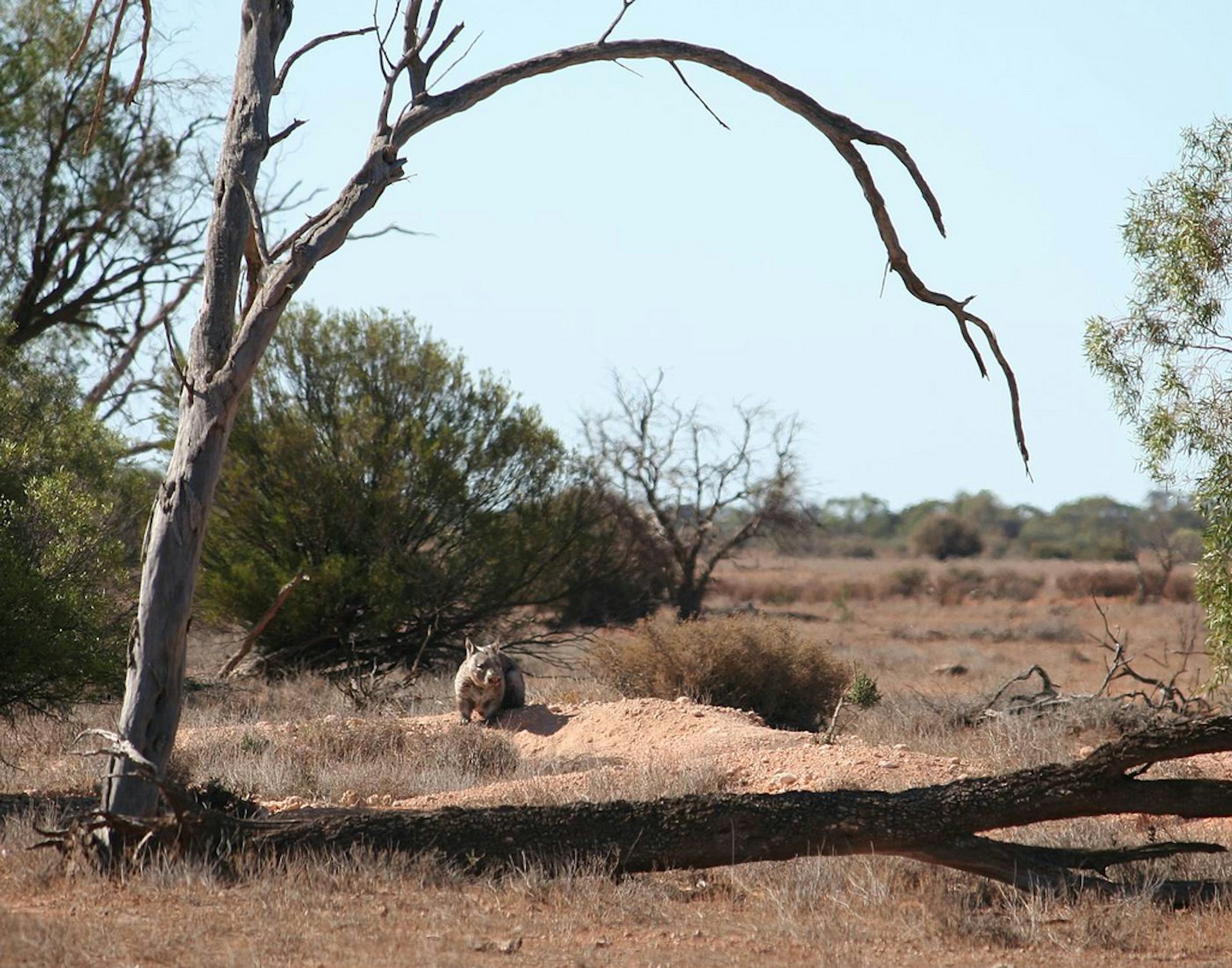 Why do wombats do cube-shaped poo?
