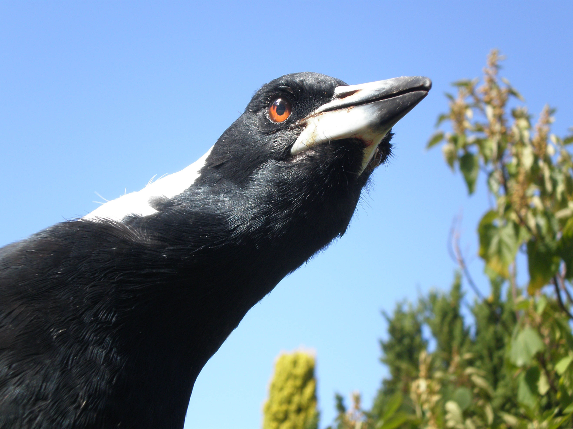 Magpies can form friendships with people – here's how
