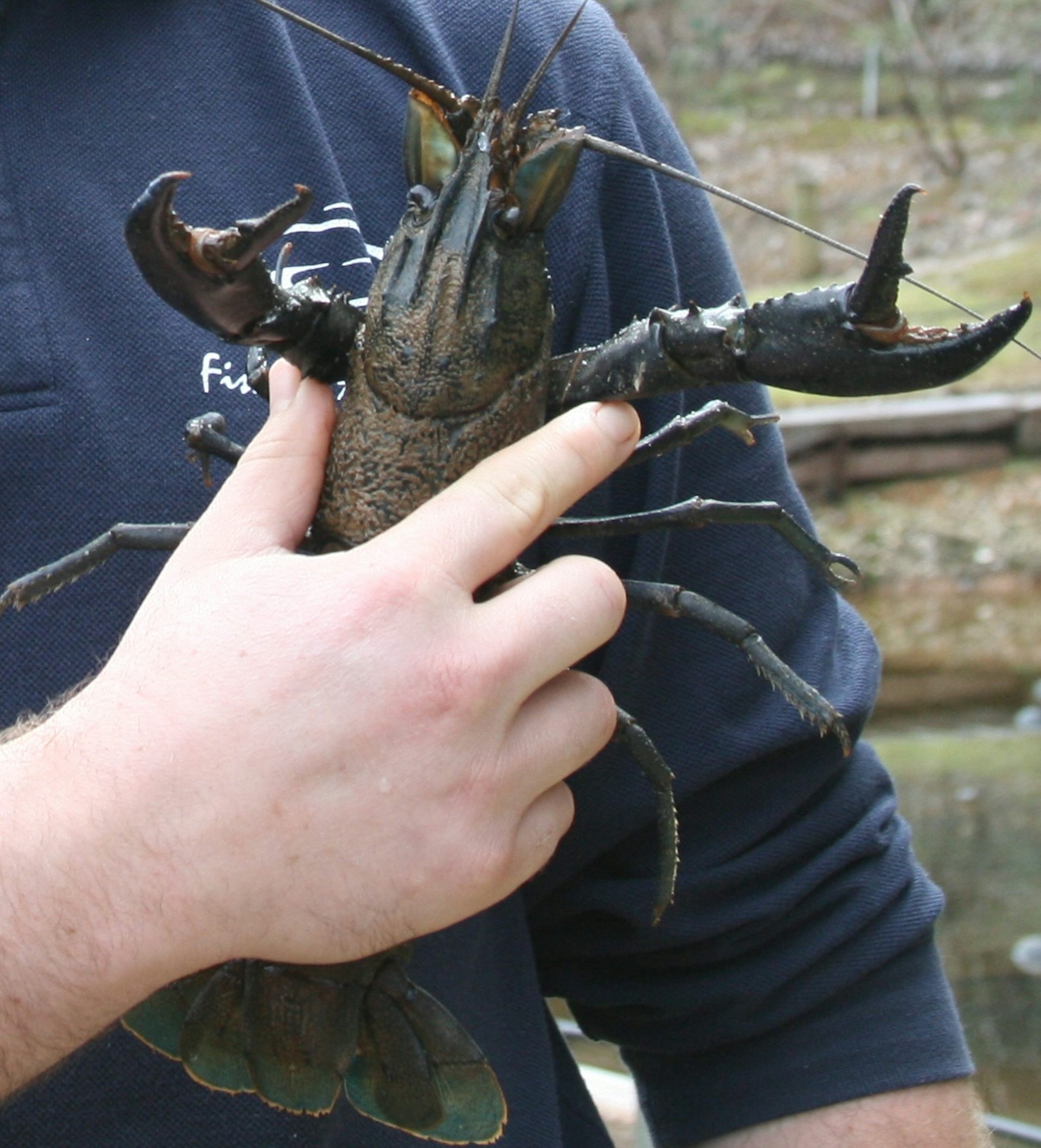 Freshwater crayfish: the forgotten invaders wreaking havoc across Africa