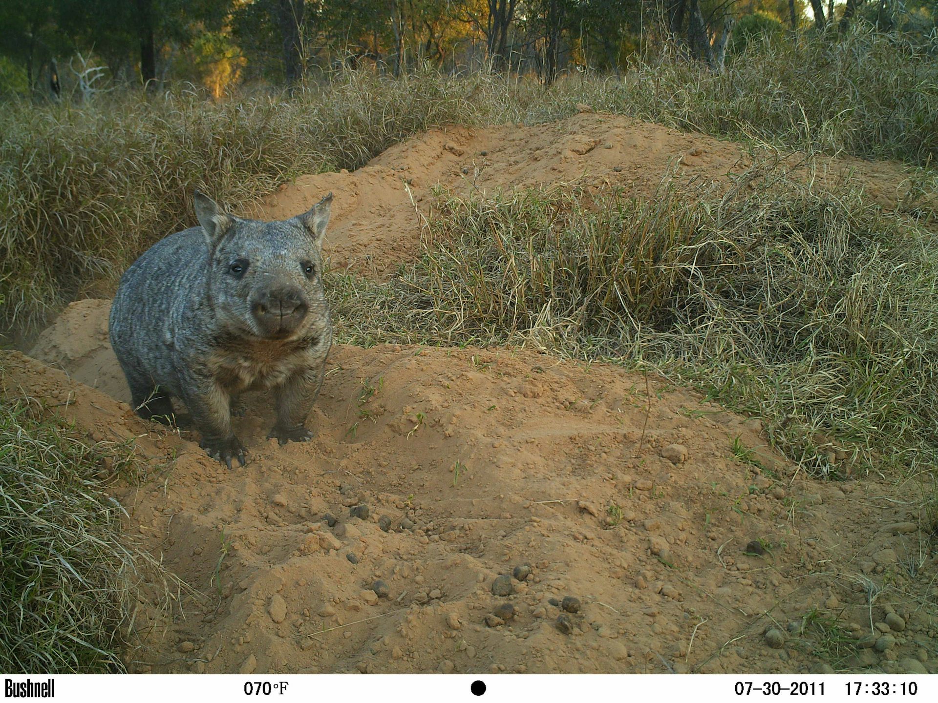 Why do wombats do cube-shaped poo?