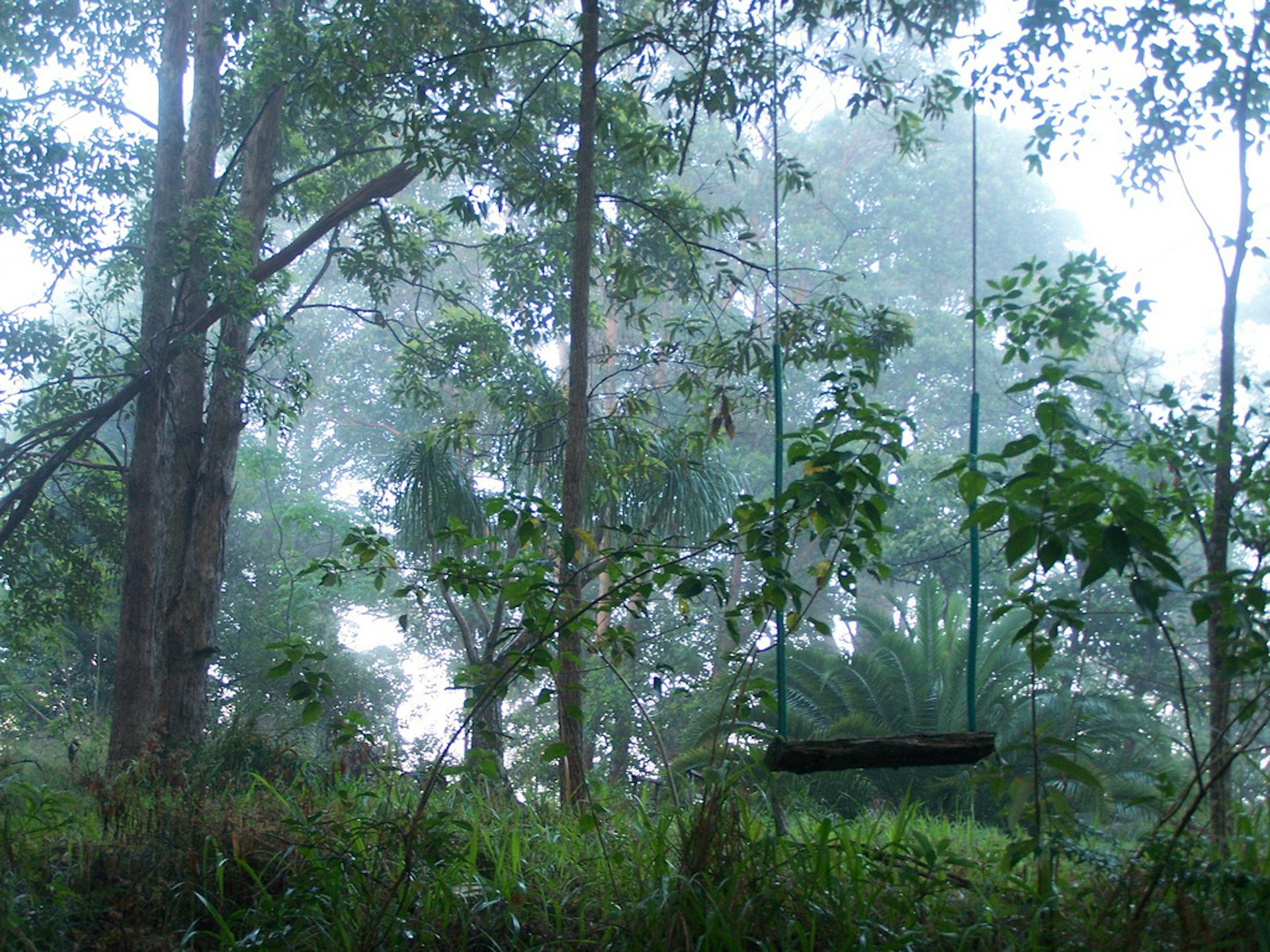 Forests of eastern Australia are the world’s newest biodiversity hotspot