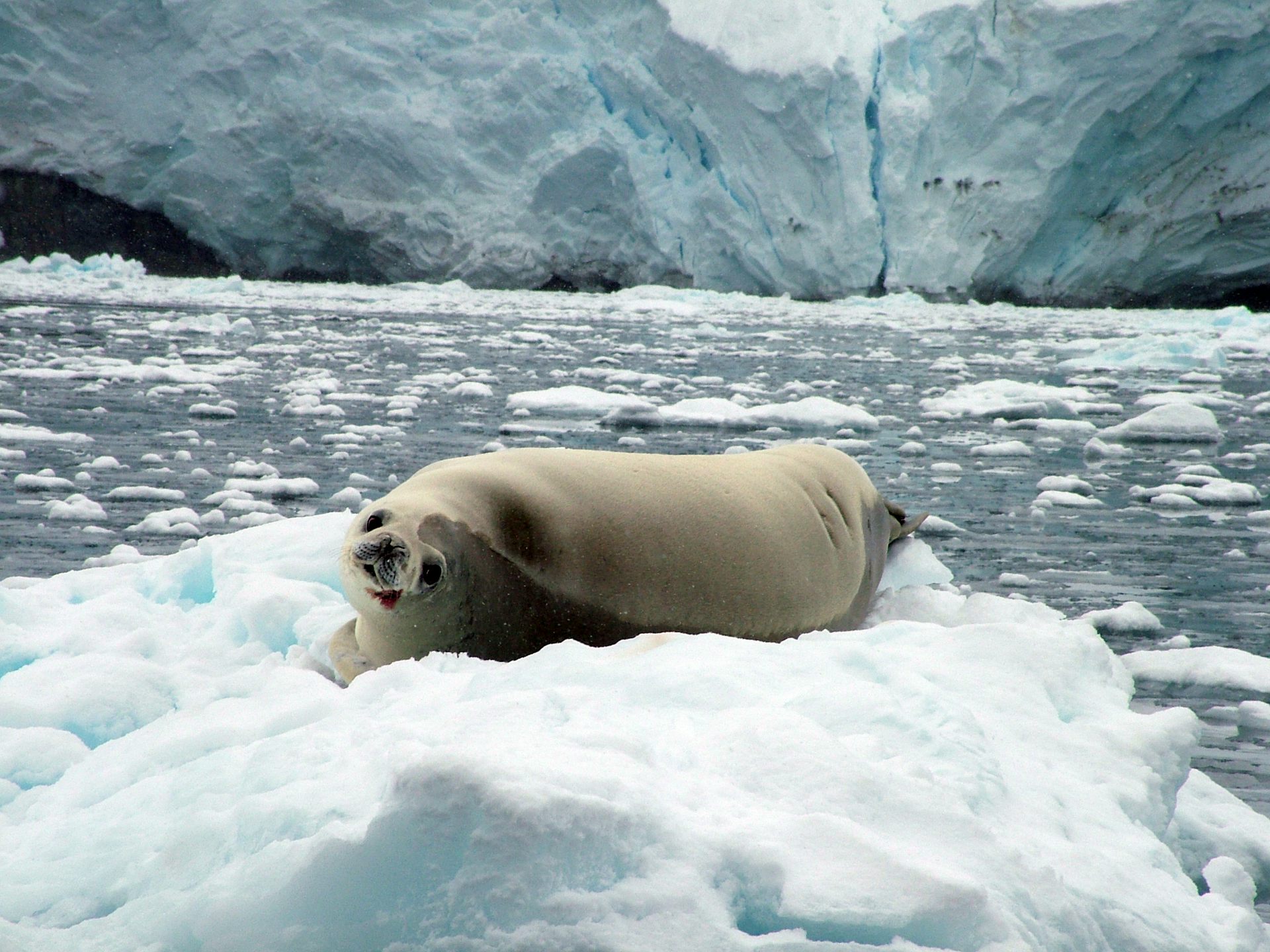 If we burned all fossil fuels, would any of Antarctica's ice survive?