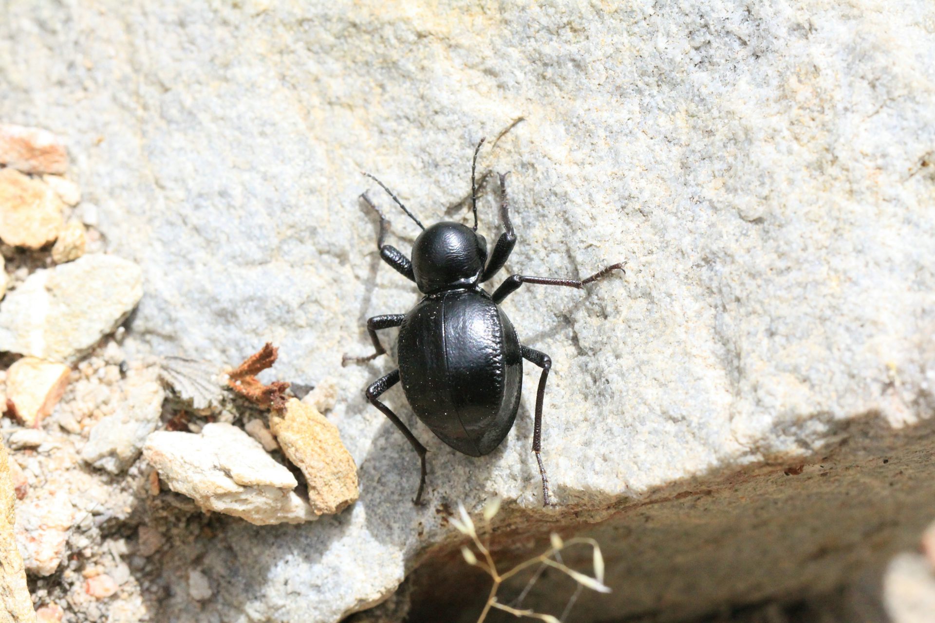 Meet Viserion and Drogon: the new ant species named after the Game of ...