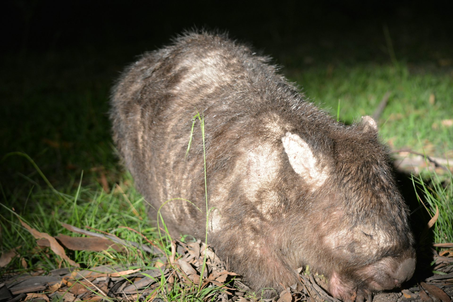 Why do wombats do cube-shaped poo?